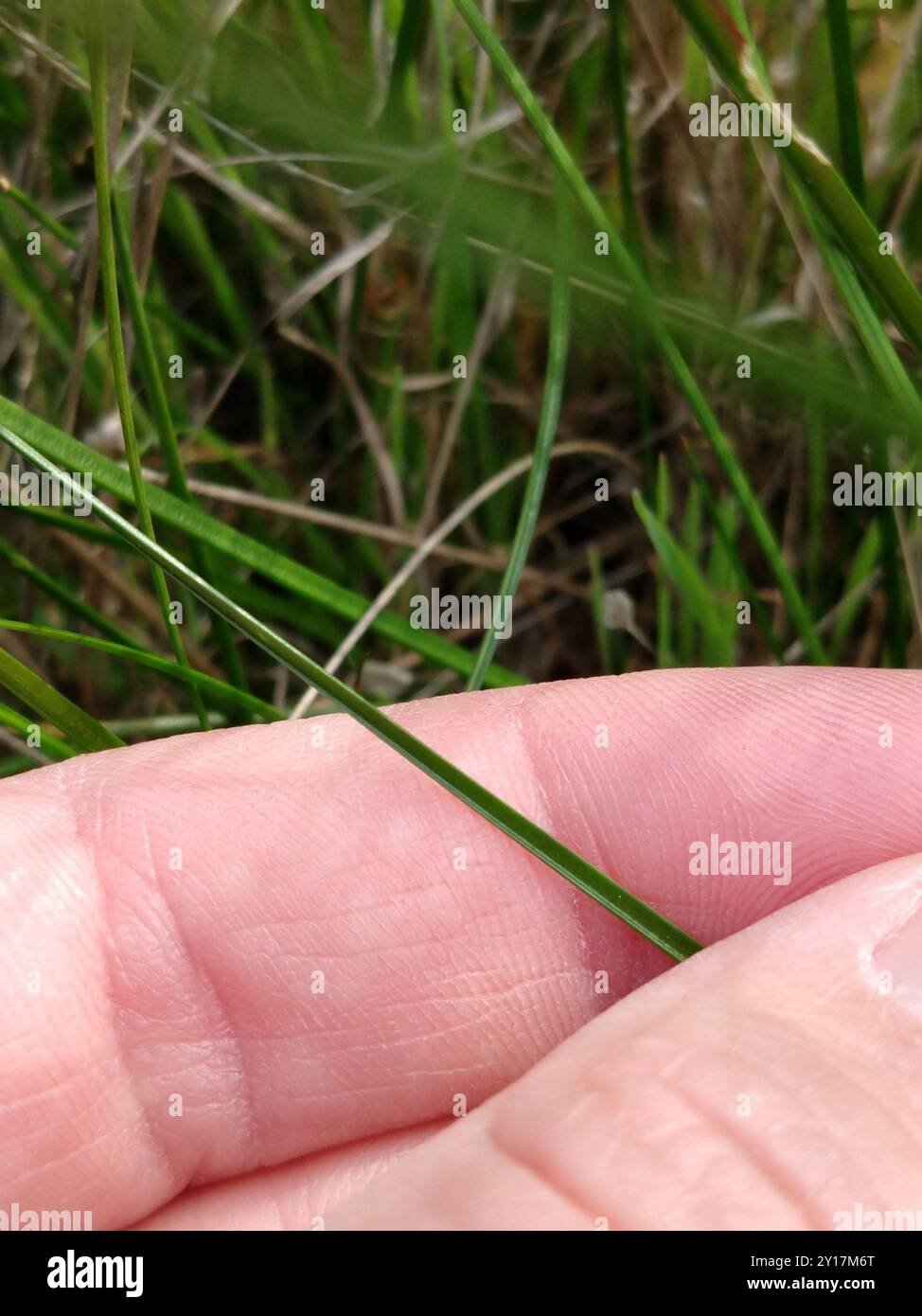 western rush (Juncus occidentalis) Plantae Stock Photo - Alamy