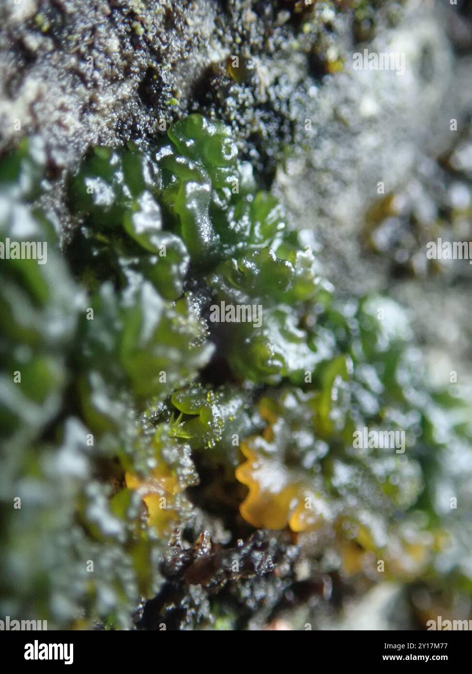 Tree Jelly Lichens (Collema) Fungi Stock Photo - Alamy