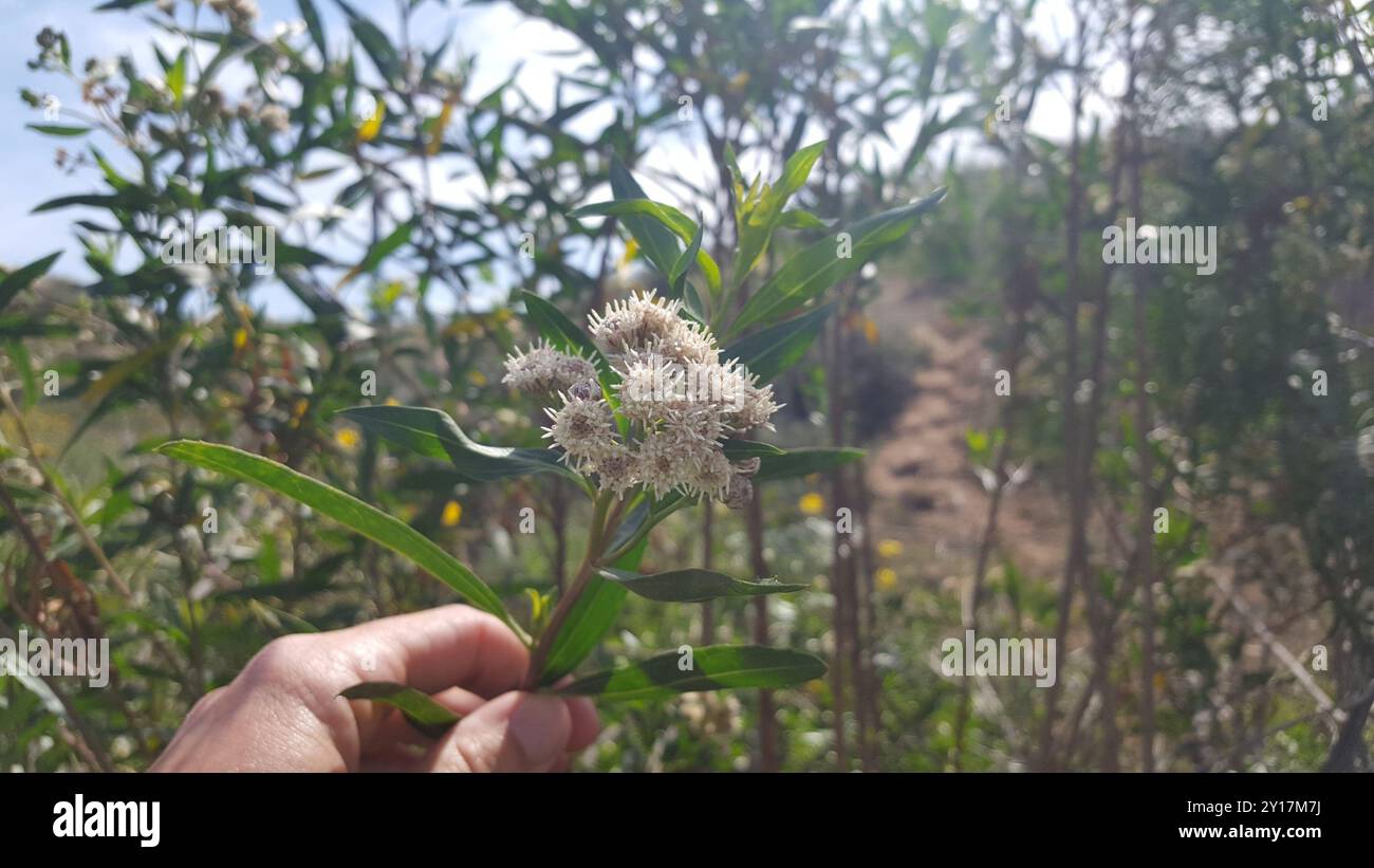 mule fat (Baccharis salicifolia) Plantae Stock Photo - Alamy