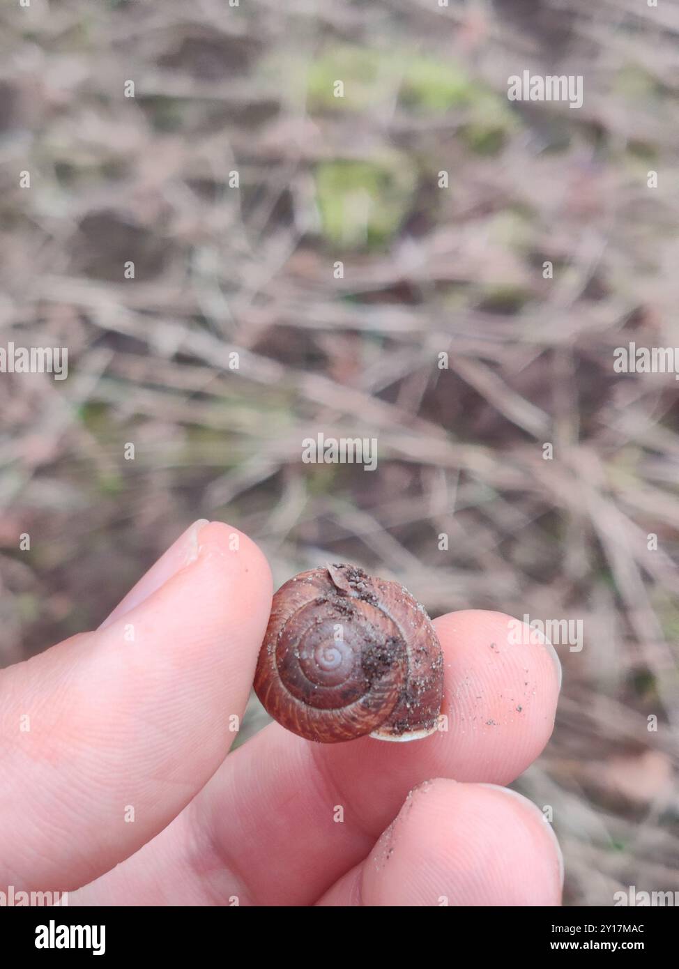 Copse Snail (Arianta arbustorum) Mollusca Stock Photo - Alamy