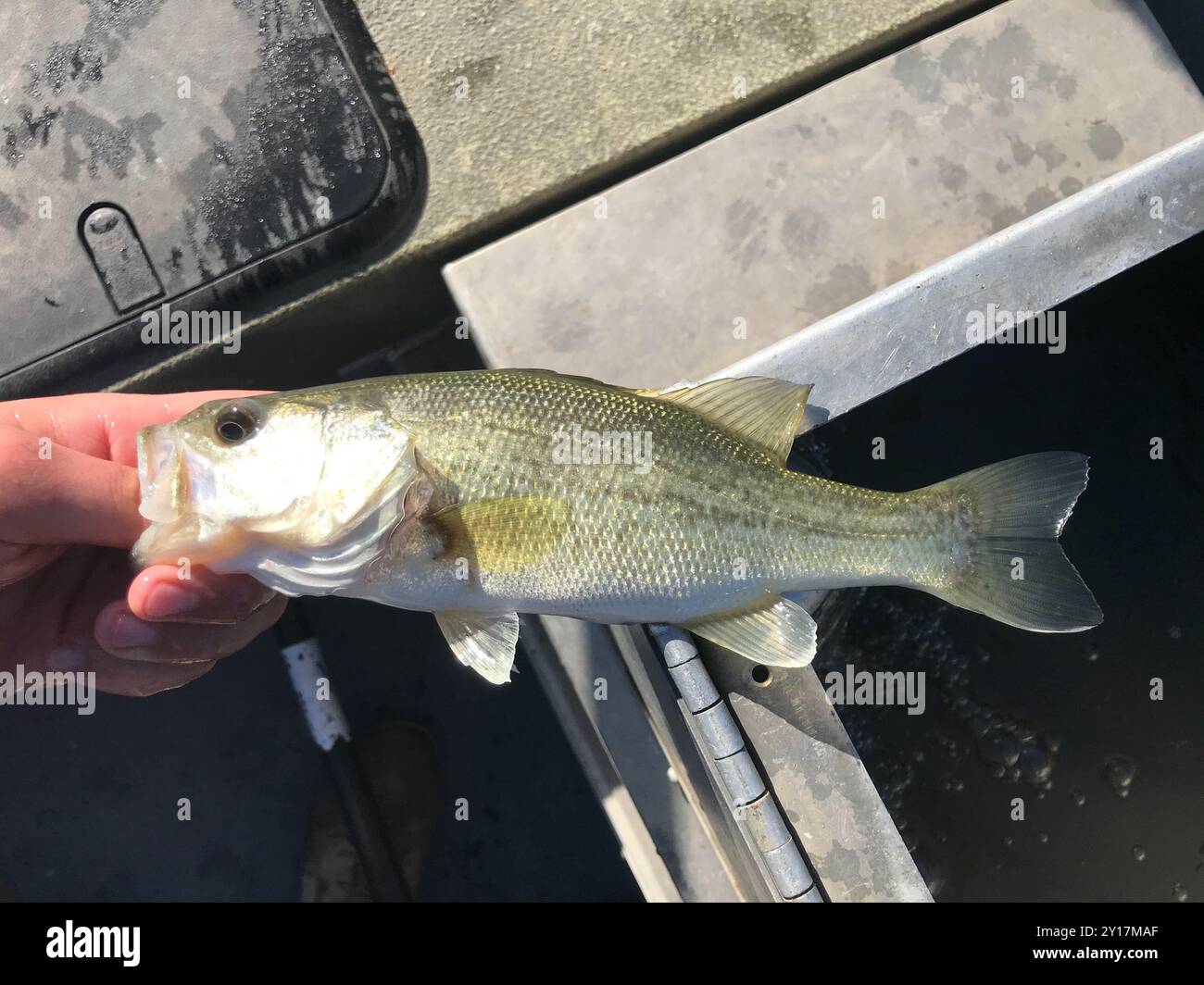 Largemouth Bass (Micropterus nigricans) Actinopterygii Stock Photo - Alamy