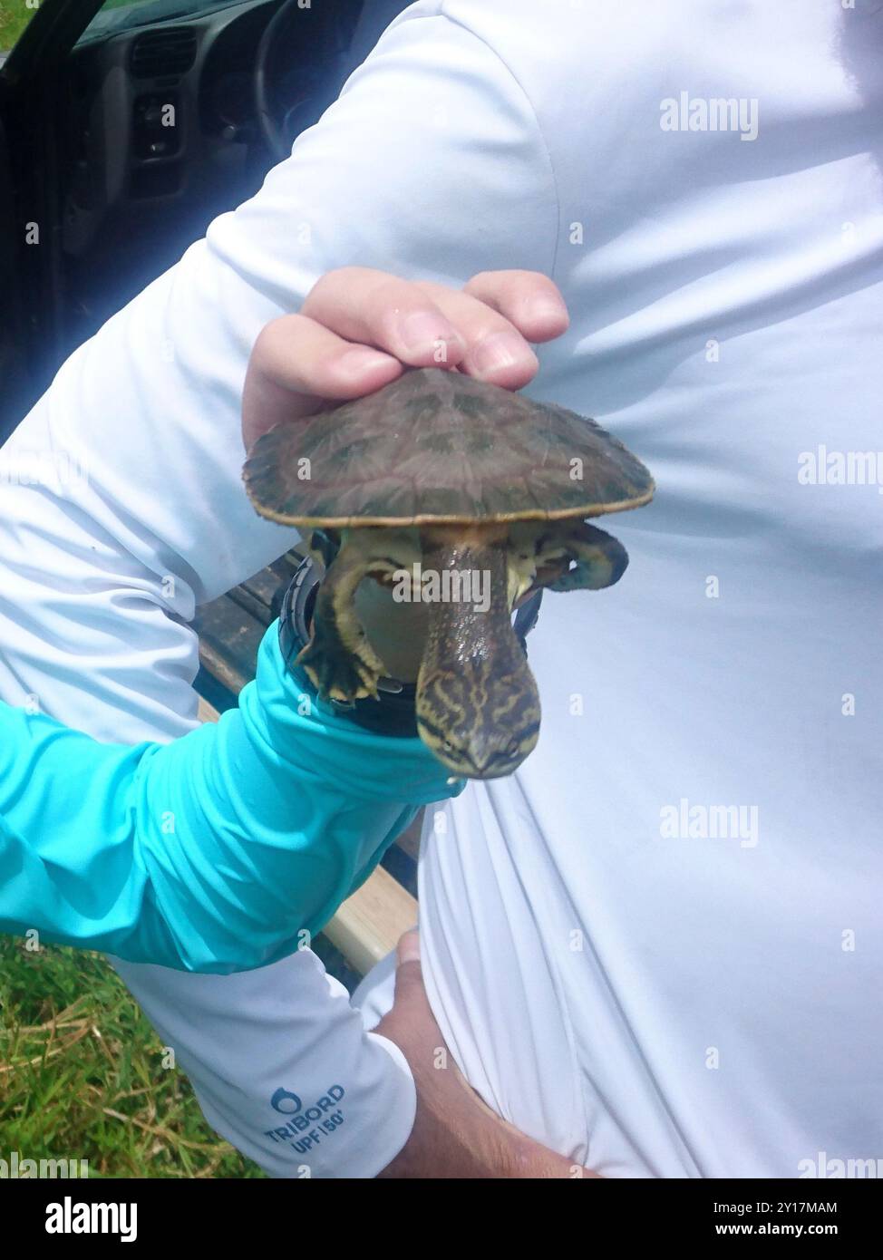 Geoffroy’s Side-necked Turtle (Phrynops geoffroanus) Reptilia Stock ...