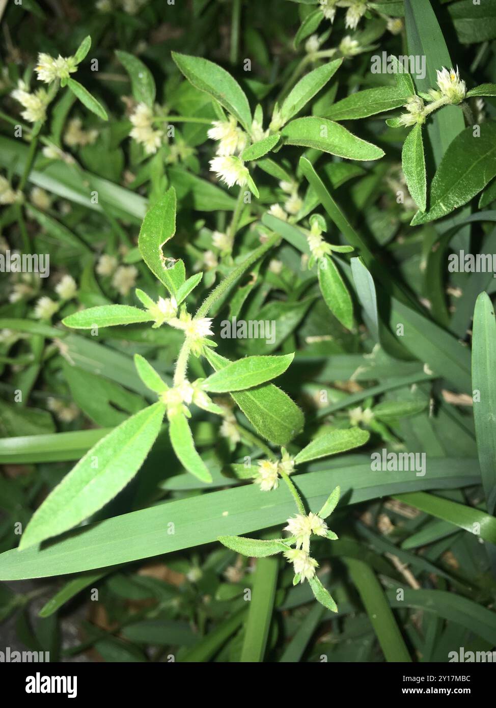Smooth Joyweed (Alternanthera paronychioides) Plantae Stock Photo - Alamy
