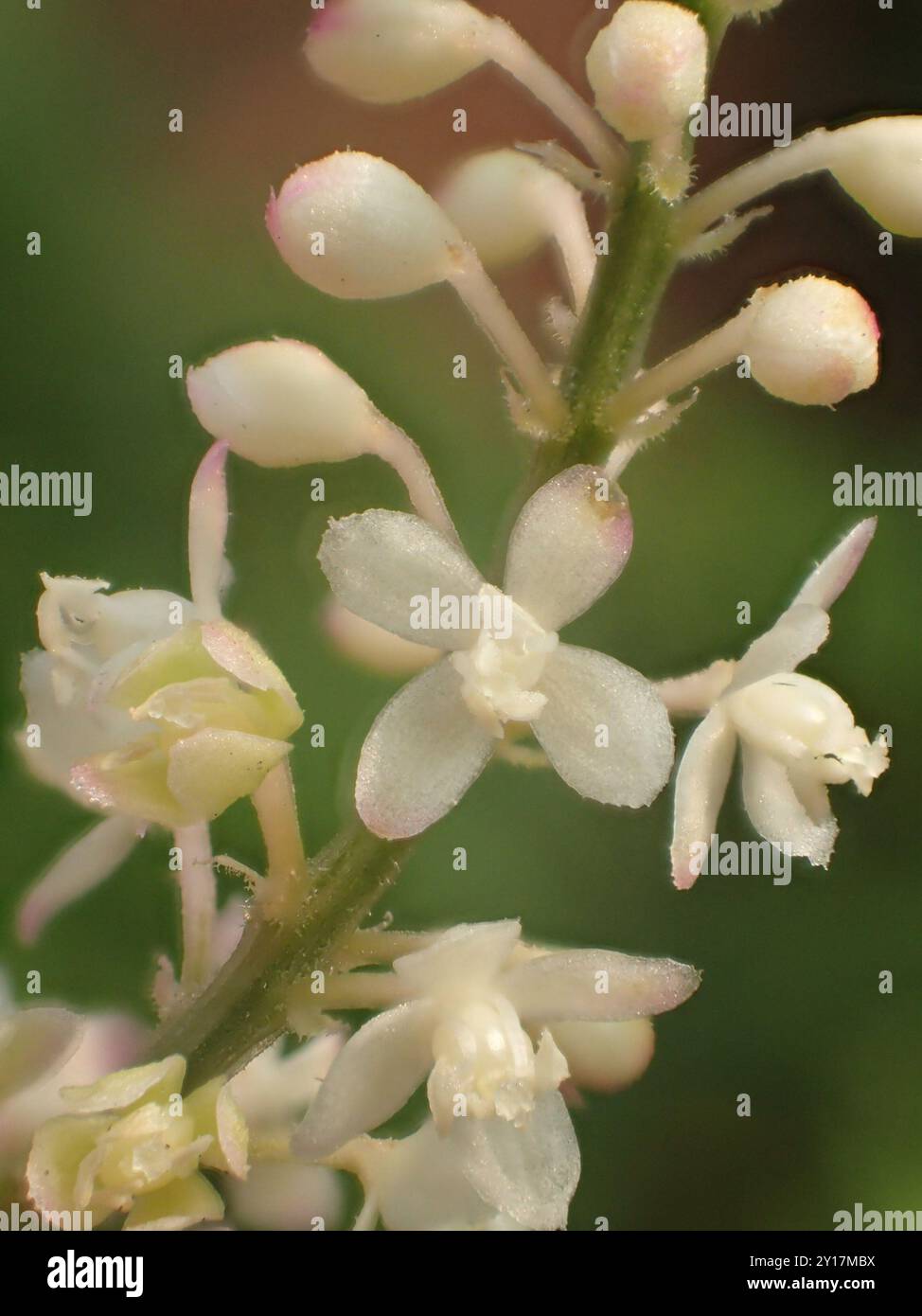pigeonberry (Rivina humilis) Plantae Stock Photo - Alamy