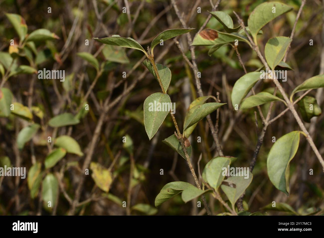 Nilgiri Privet (Ligustrum robustum perrottetii) Plantae Stock Photo - Alamy