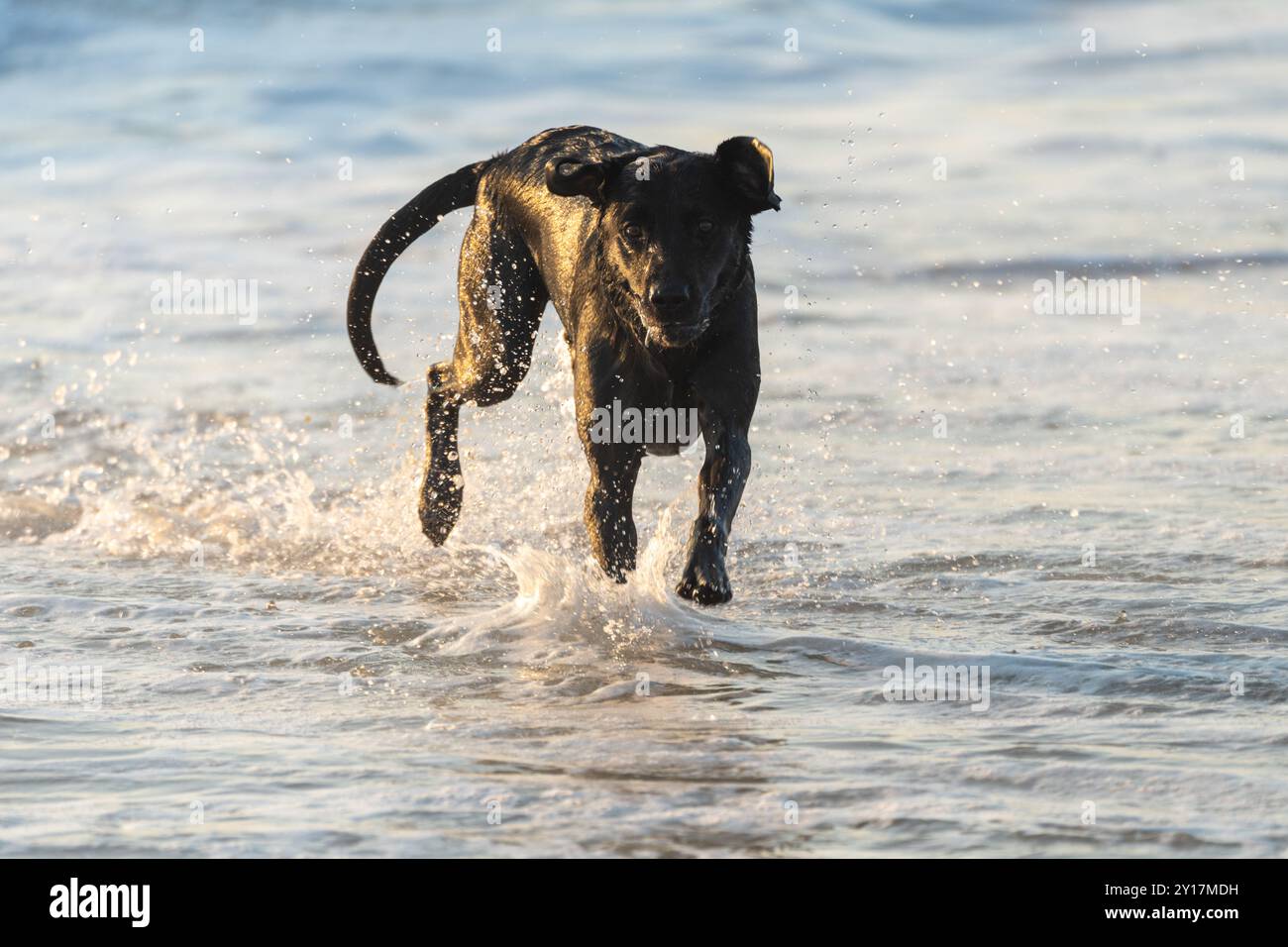 Black Labrador Retriever dog at the beach, playing and frolicking in ...