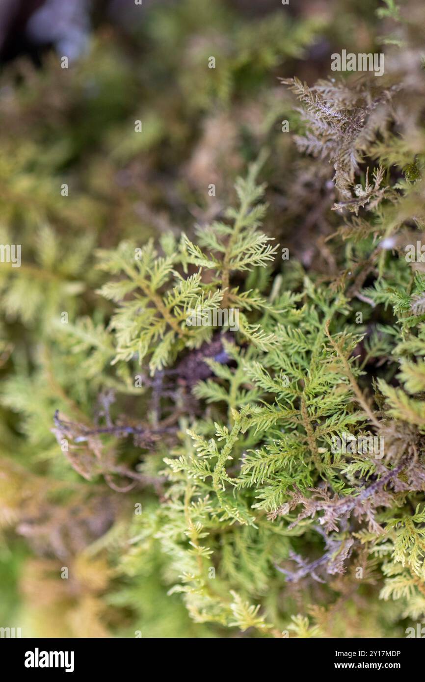 delicate fern moss (Thuidium delicatulum) Plantae Stock Photo - Alamy