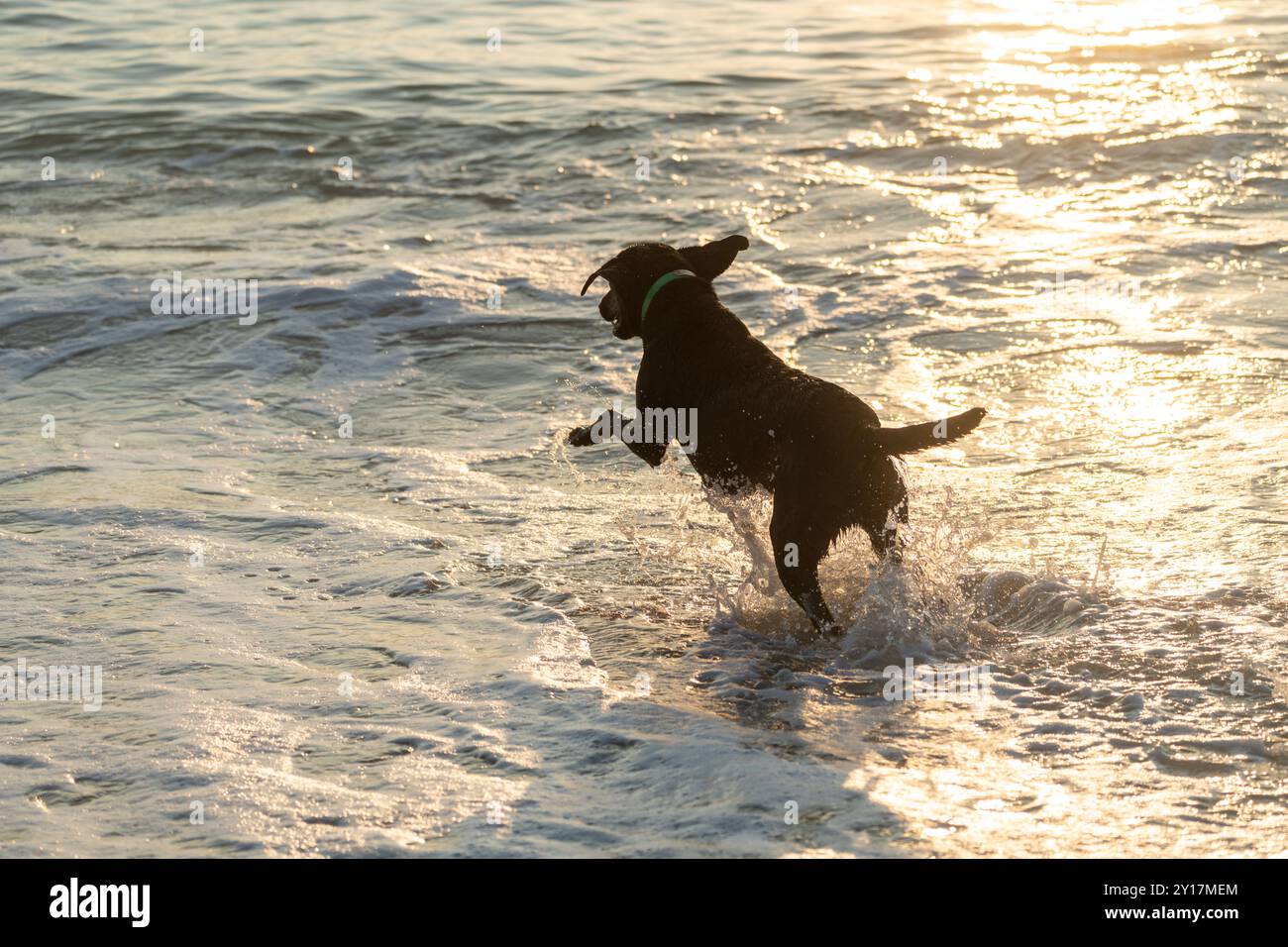 Black Labrador Retriever dog at the beach, playing and frolicking in ...