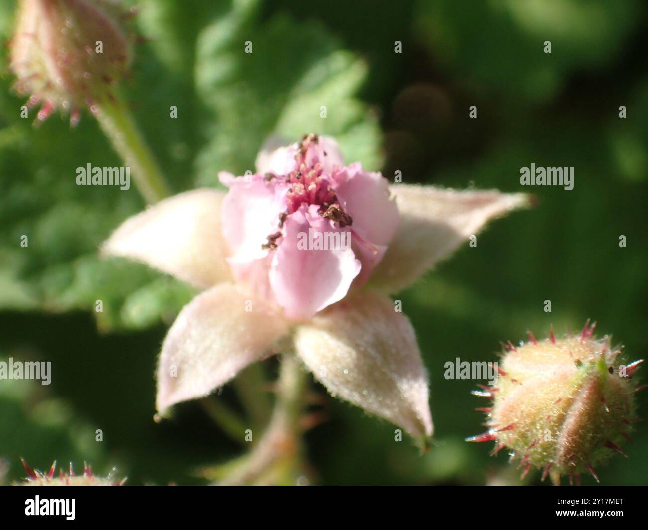 small-leaf bramble (Rubus parvifolius) Plantae Stock Photo - Alamy