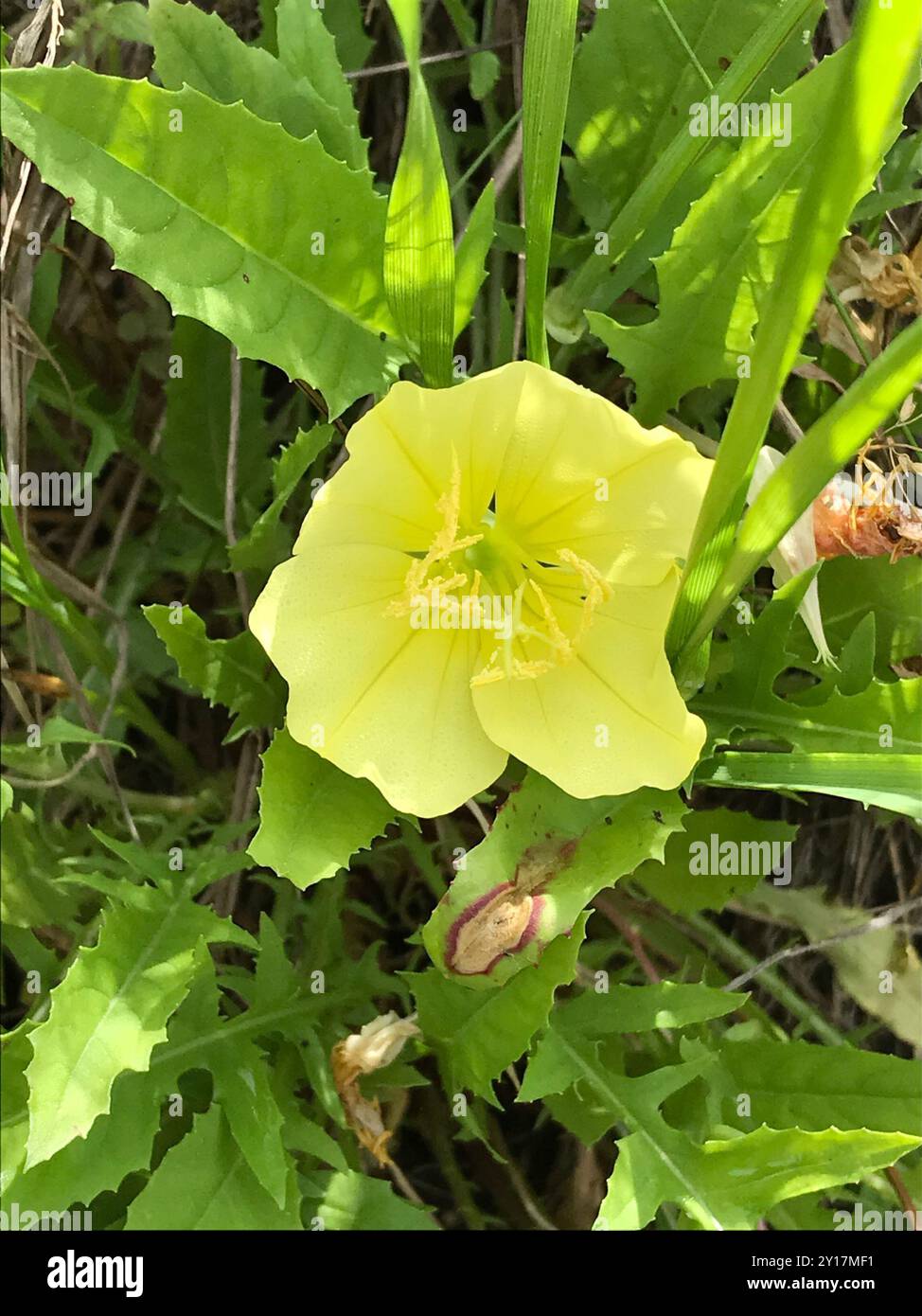 Stemless Evening Primrose (Oenothera triloba) Plantae Stock Photo - Alamy