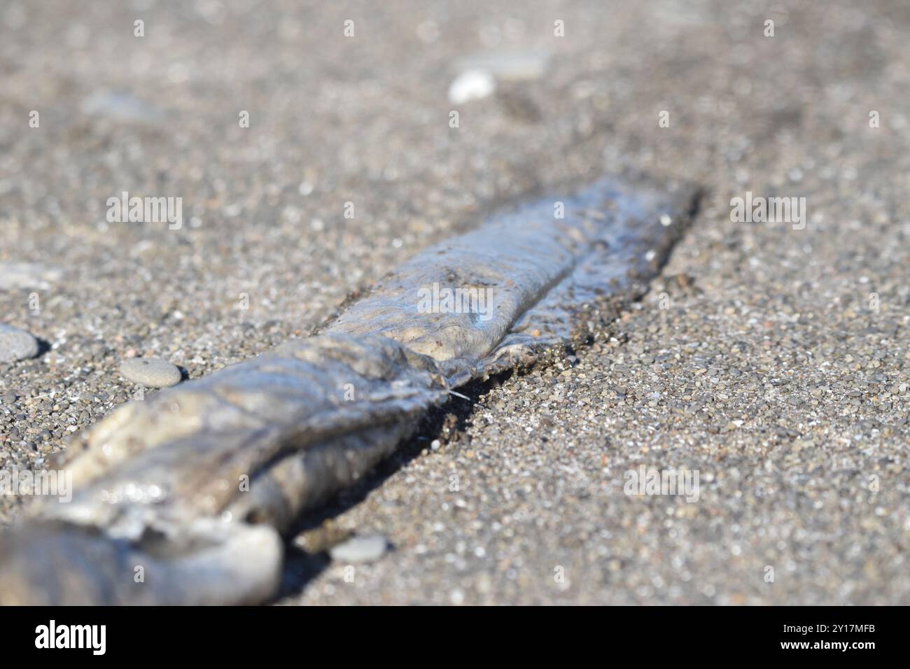American Eel (Anguilla rostrata) Actinopterygii Stock Photo - Alamy