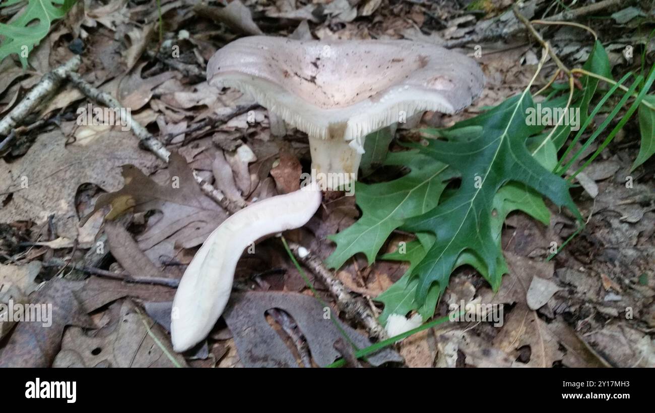 Clay-gilled Milkcap (Lactarius argillaceifolius) Fungi Stock Photo - Alamy