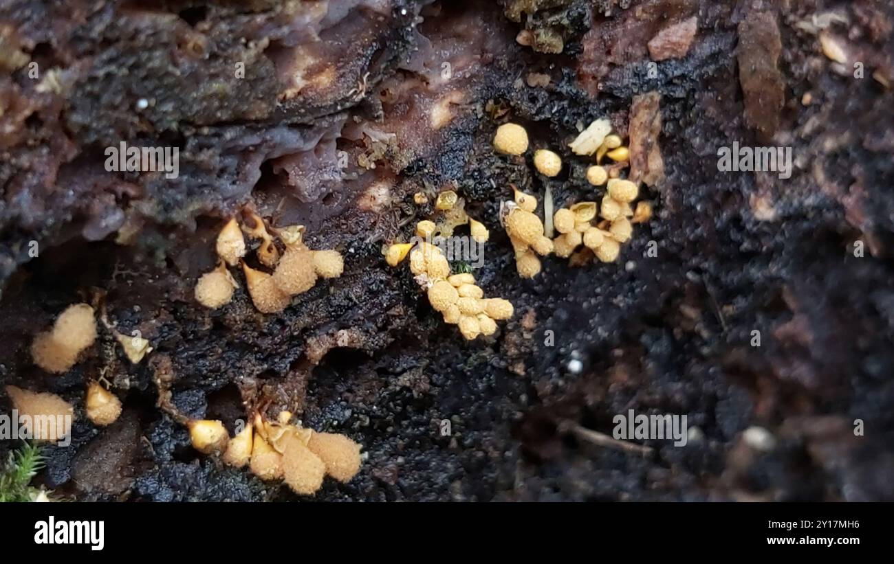 Push Pin Slime Mold (Hemitrichia calyculata) Protozoa Stock Photo - Alamy