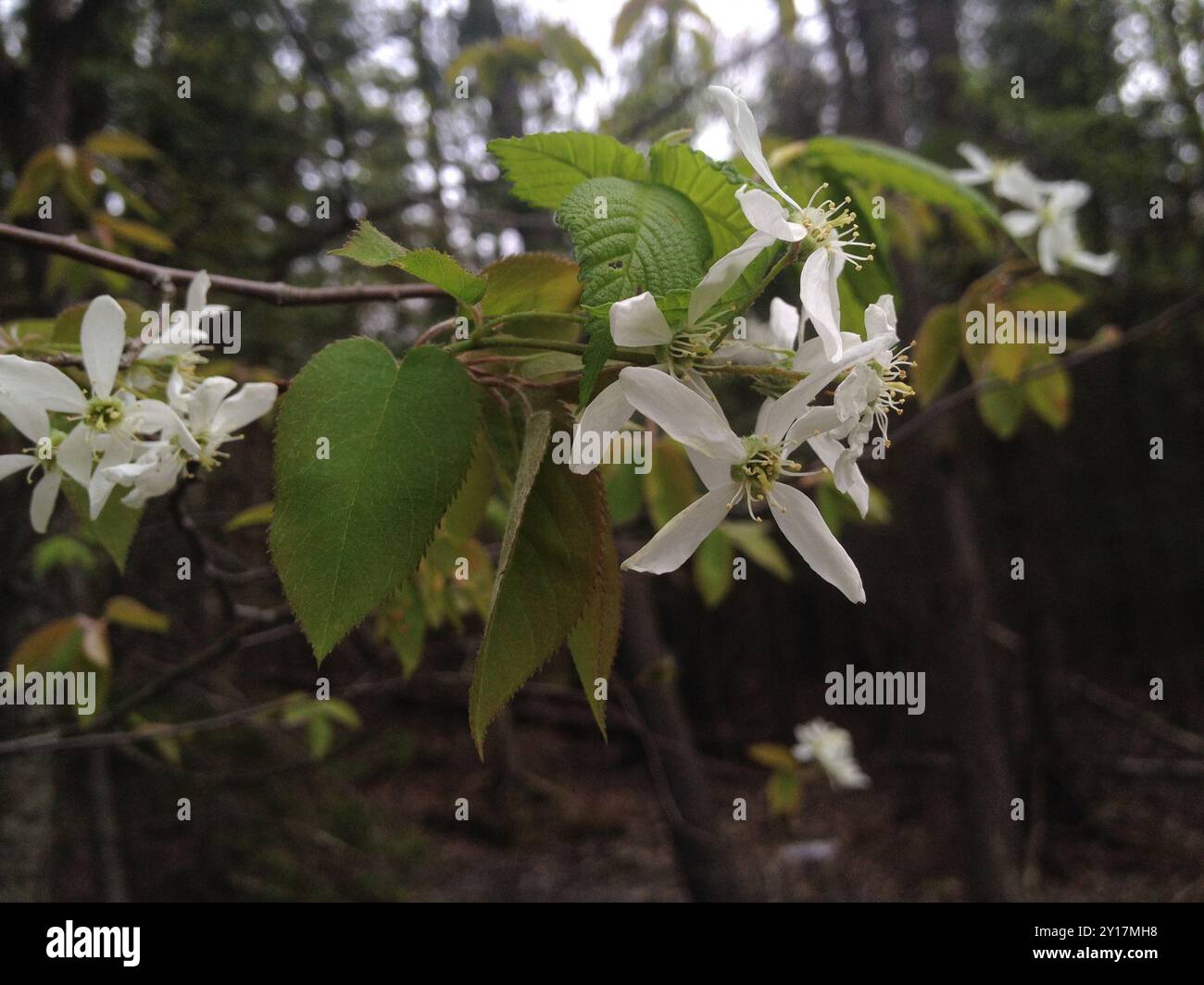 common serviceberry (Amelanchier arborea) Plantae Stock Photo - Alamy