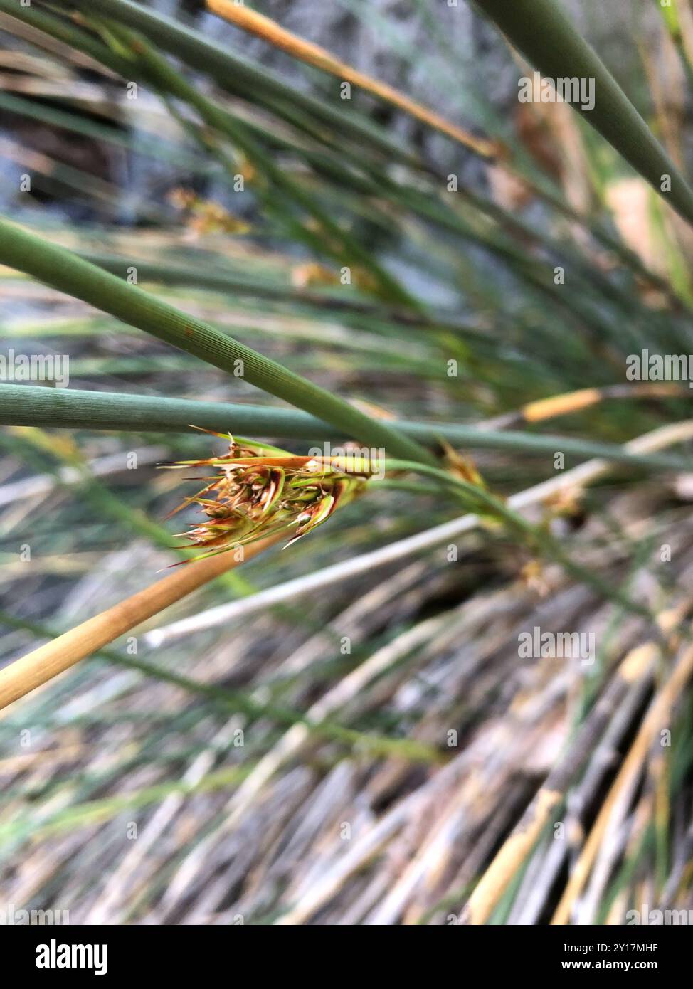 Southwestern Spiny Rush (Juncus acutus leopoldii) Plantae Stock Photo ...