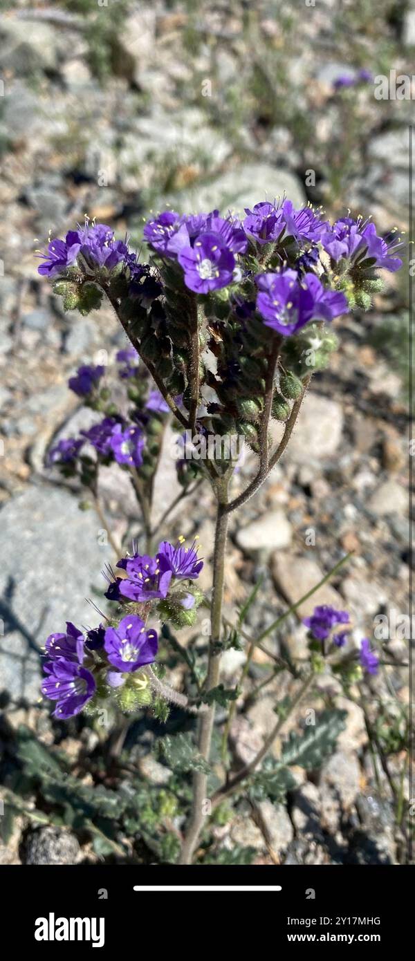 Notch-leaf Scorpionweed (Phacelia crenulata) Plantae Stock Photo - Alamy