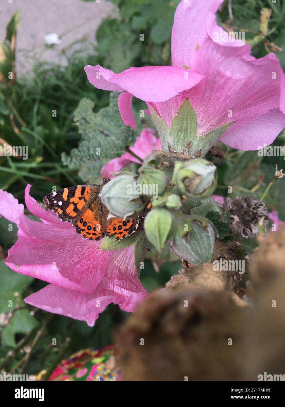 Subtropical Lady (Vanessa carye) Insecta Stock Photo - Alamy