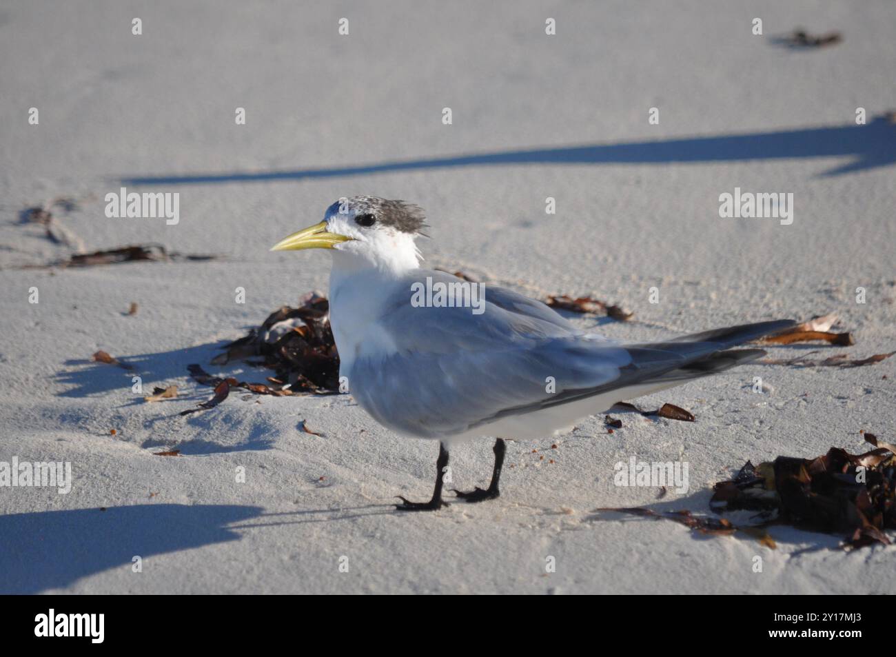 Great Crested Tern (Thalasseus bergii) Aves Stock Photo - Alamy