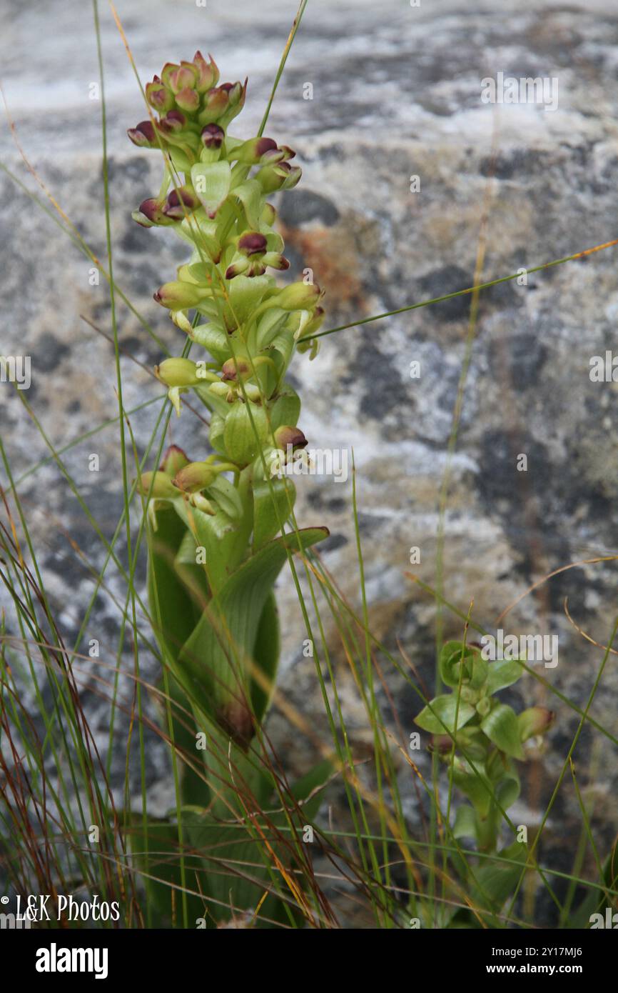 Scented Orchid (Satyrium odorum) Plantae Stock Photo - Alamy
