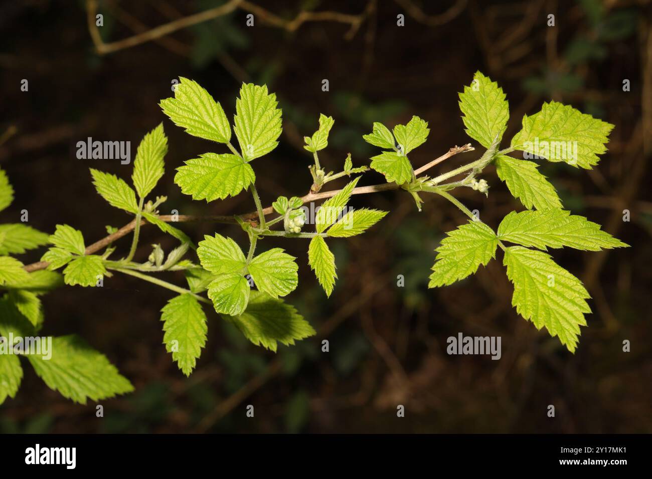 red raspberry (Rubus idaeus) Plantae Stock Photo - Alamy