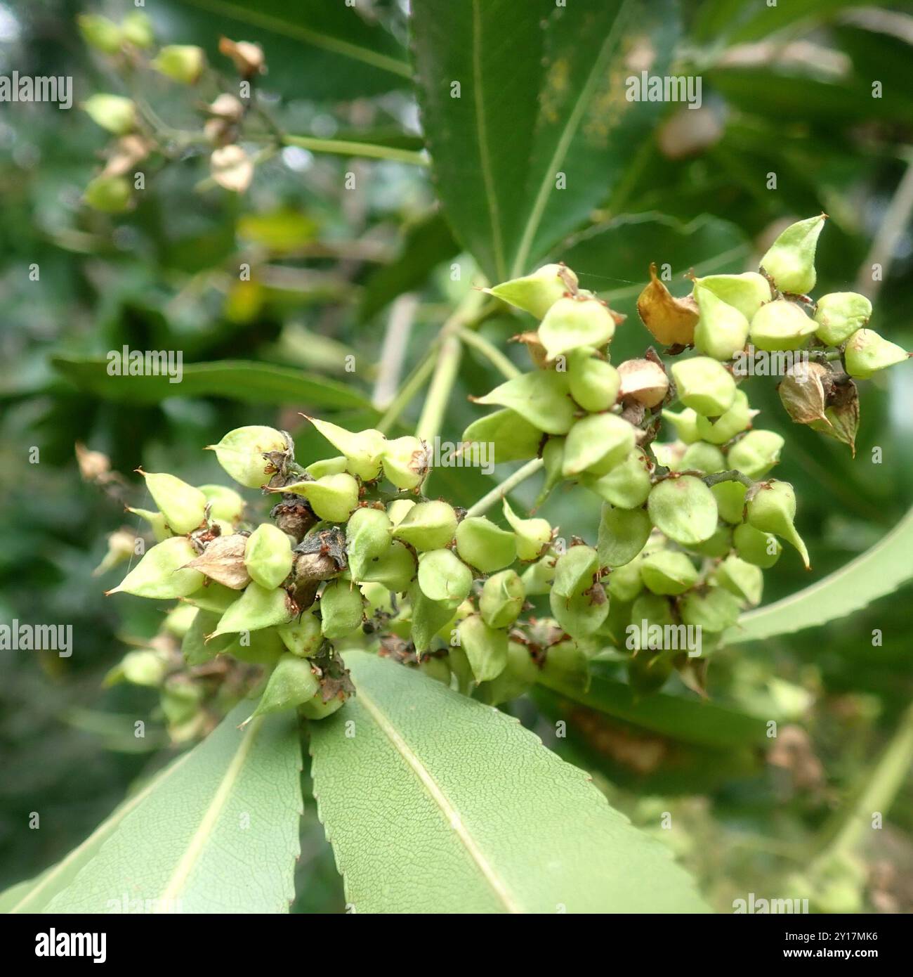 Witels (Platylophus trifoliatus) Plantae Stock Photo - Alamy