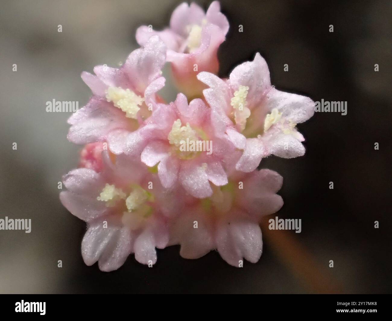 Crawling Spiderling (Boerhavia repens) Plantae Stock Photo - Alamy