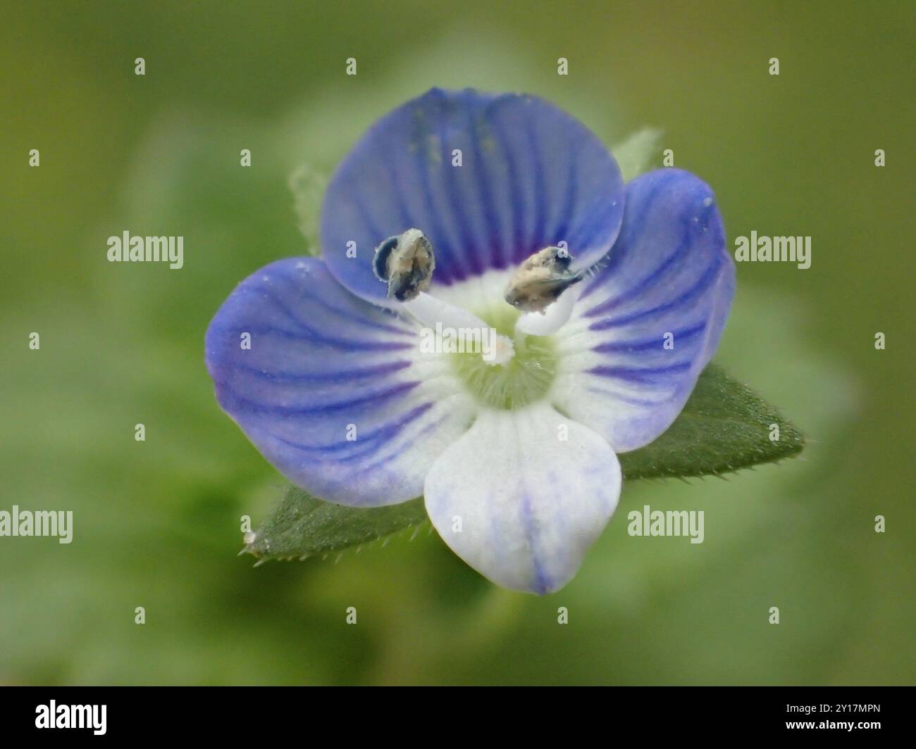 bird's-eye speedwell (Veronica persica) Plantae Stock Photo - Alamy