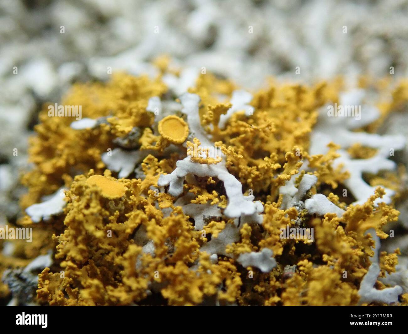 Pin-cushion Sunburst Lichen (Polycauliona polycarpa) Fungi Stock Photo ...