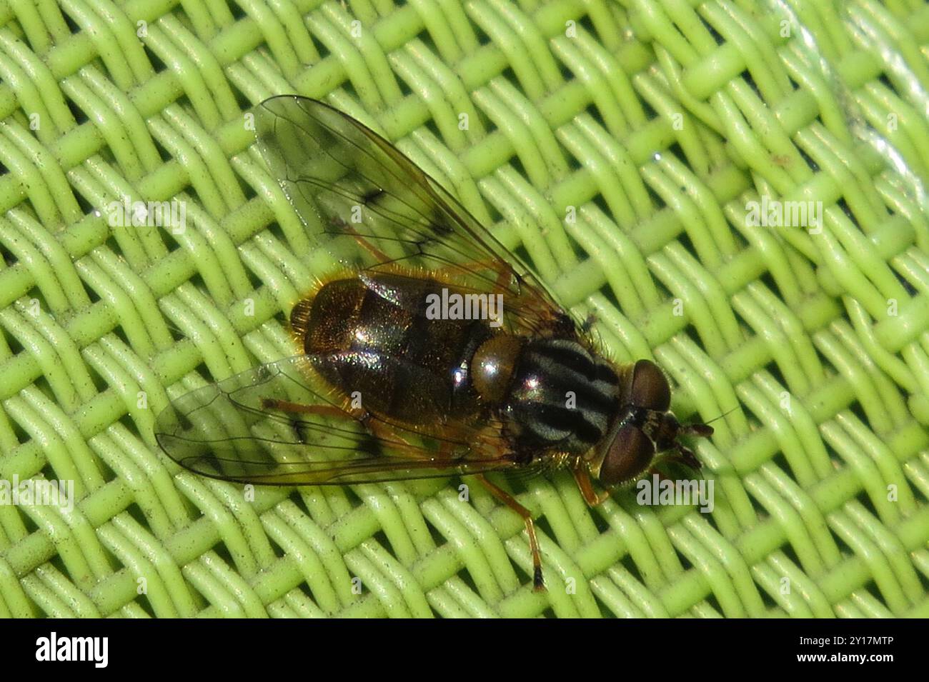 Copperback Flies (Ferdinandea) Insecta Stock Photo - Alamy