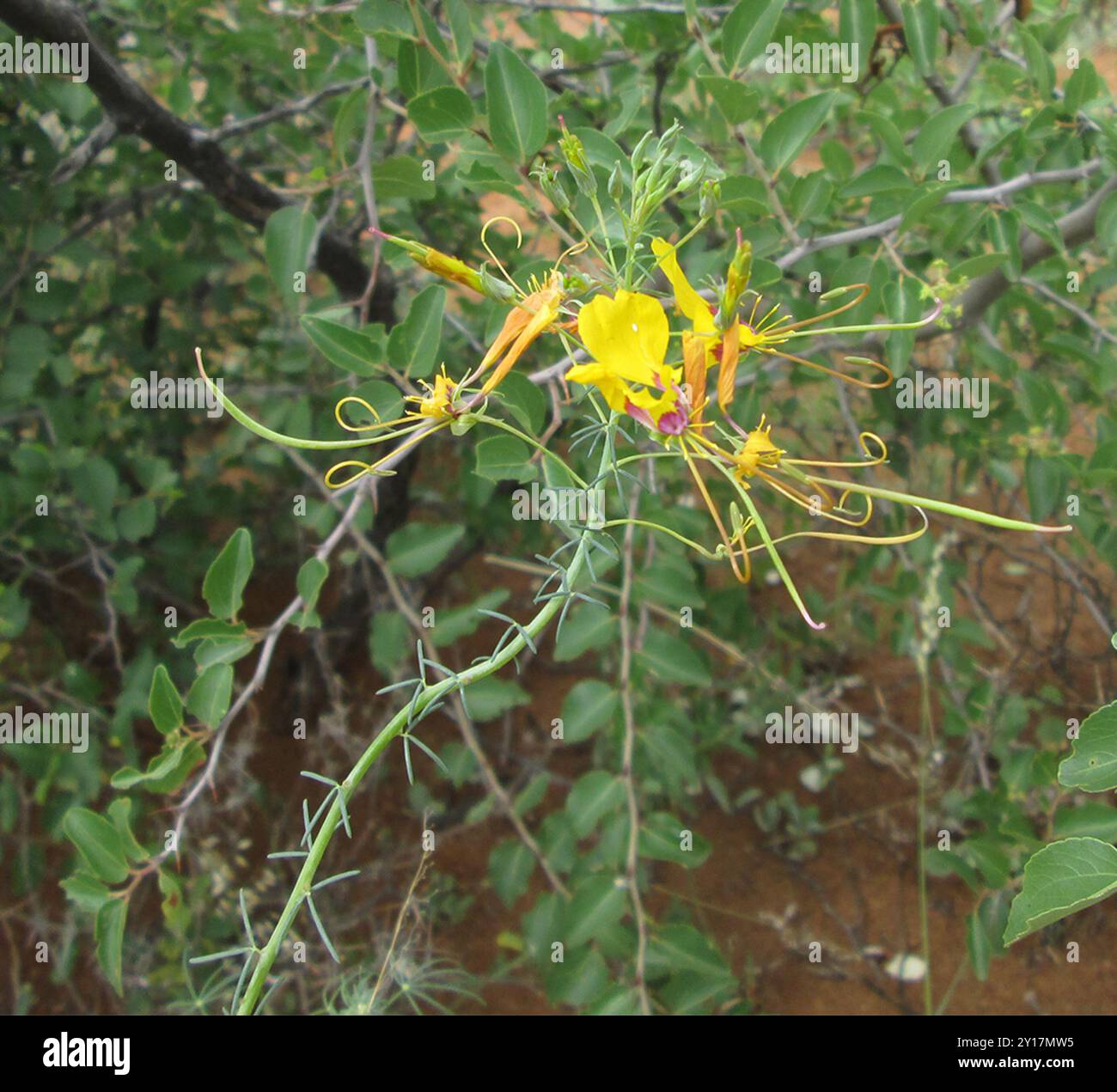 Yellow Mouse Whiskers (Cleome angustifolia) Plantae Stock Photo - Alamy