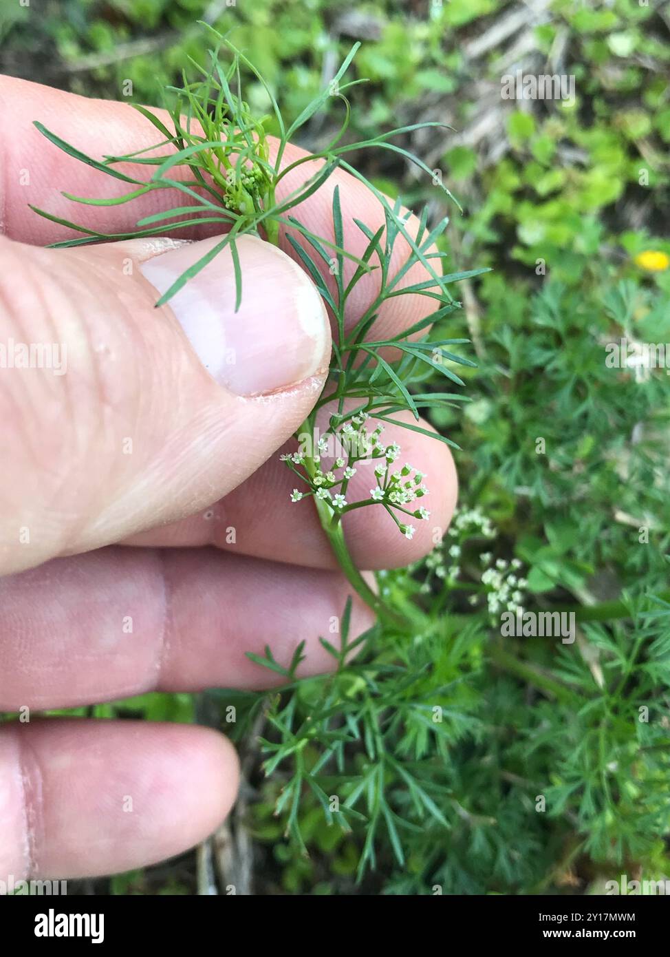 Marsh parsley (Cyclospermum leptophyllum) Plantae Stock Photo - Alamy