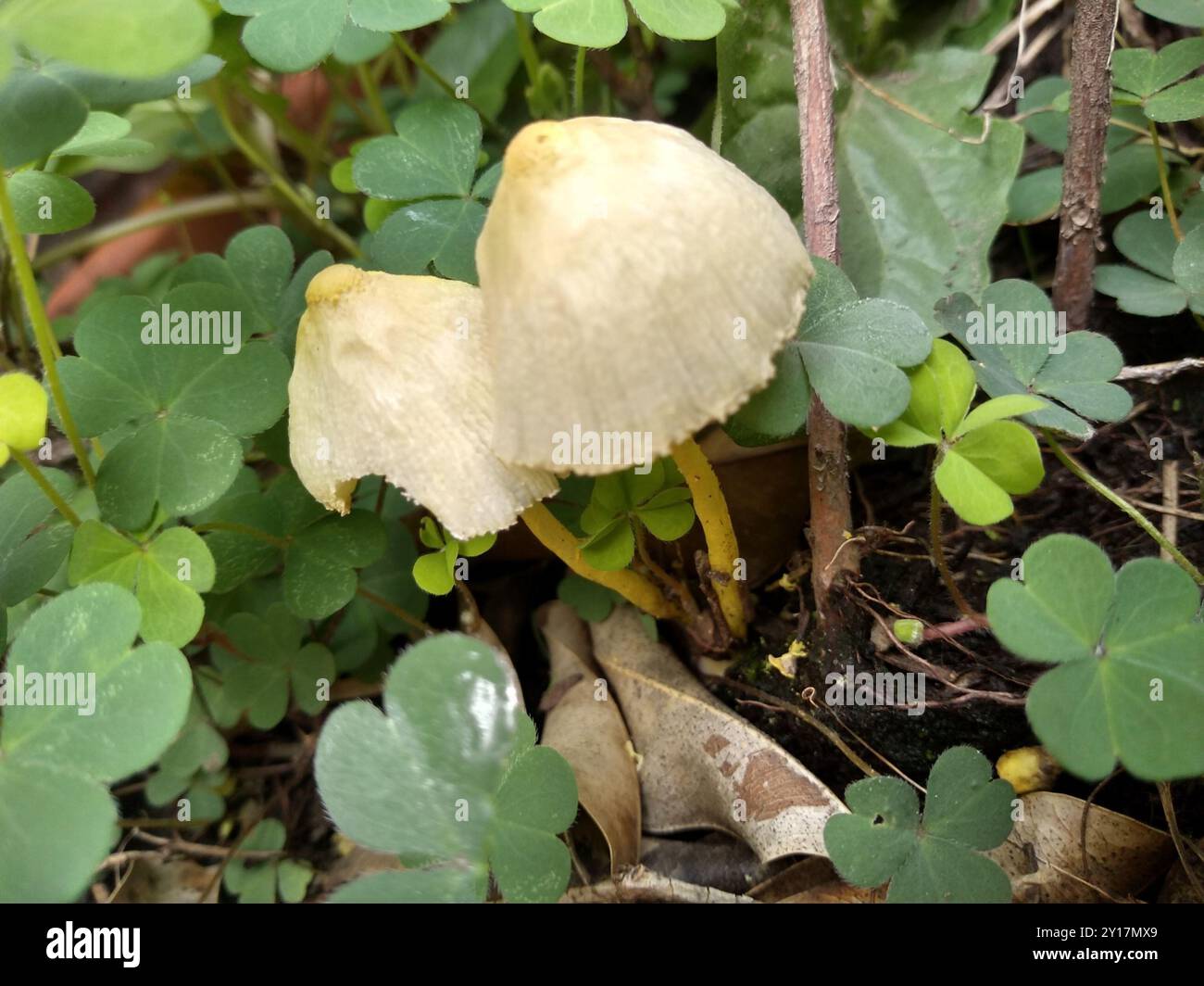 flowerpot parasol (Leucocoprinus birnbaumii) Fungi Stock Photo - Alamy