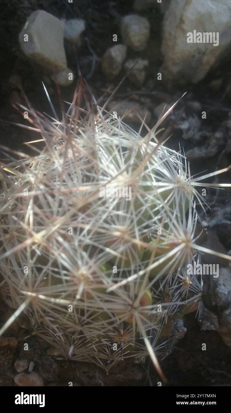 Whitecolumn Foxtail Cactus (Escobaria tuberculosa) Plantae Stock Photo ...