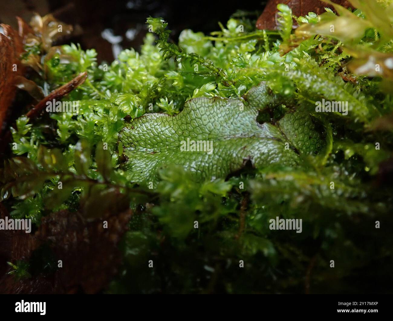 Great Scented Liverwort (Conocephalum conicum) Plantae Stock Photo - Alamy