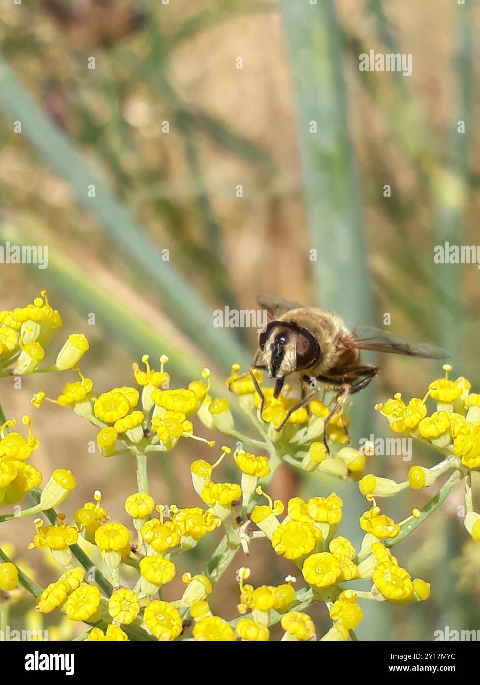 Common Drone Fly (Eristalis tenax) Insecta Stock Photo - Alamy