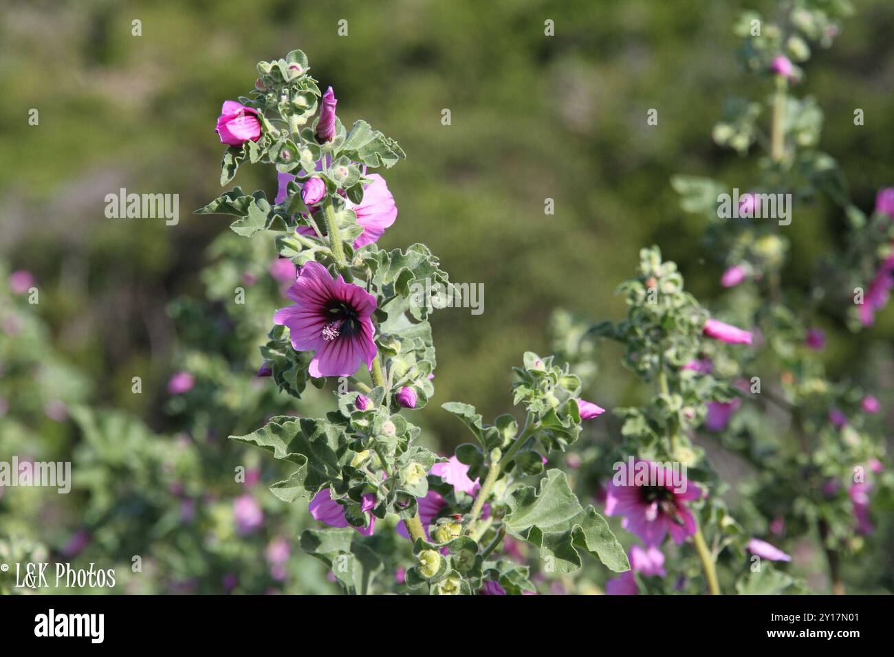 Tree Mallow (Malva arborea) Plantae Stock Photo - Alamy