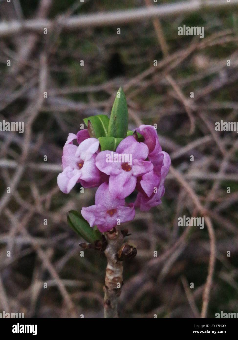 Mezereon (Daphne mezereum) Plantae Stock Photo - Alamy