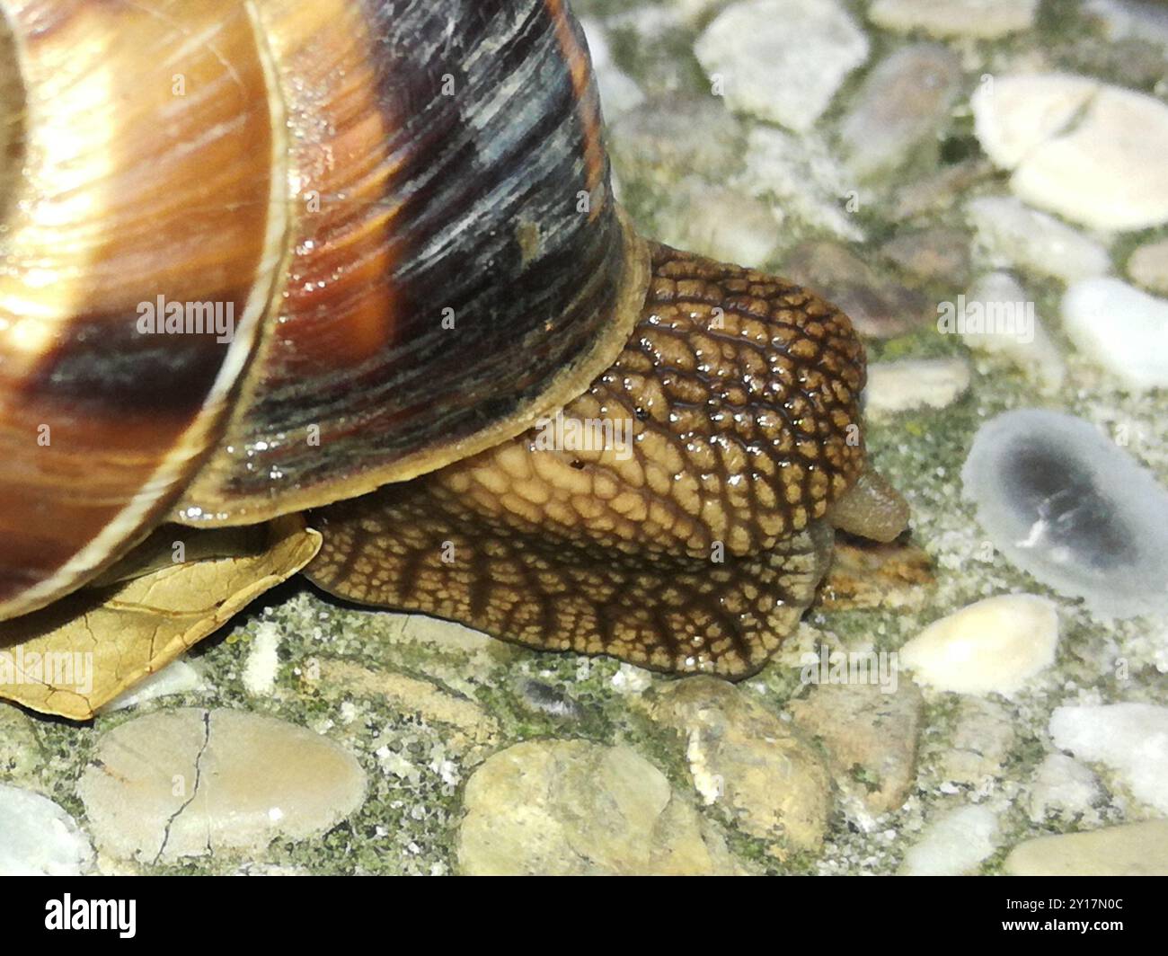 Turkish Snail (Helix lucorum) Mollusca Stock Photo - Alamy