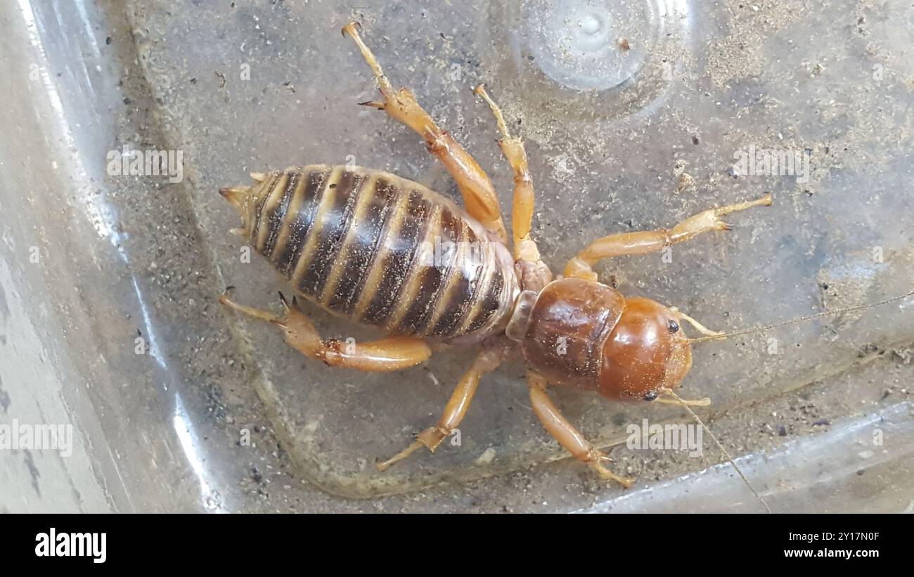 North American Jerusalem Crickets (Ammopelmatus) Insecta Stock Photo ...