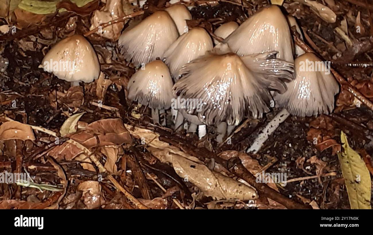 Common Ink Cap (Coprinopsis atramentaria) Fungi Stock Photo - Alamy