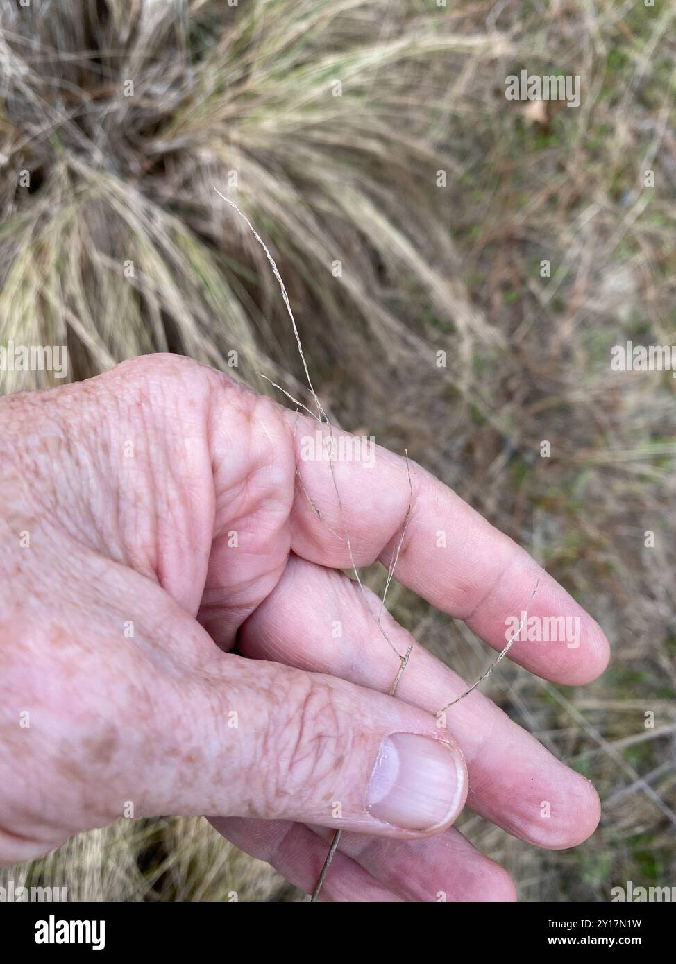 African love grass (Eragrostis curvula) Plantae Stock Photo - Alamy