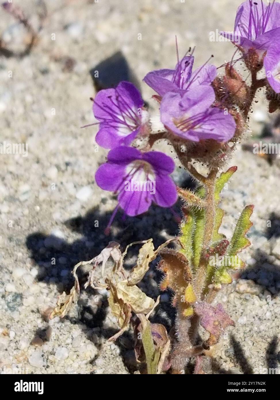 Notch-leaf Scorpionweed (Phacelia crenulata) Plantae Stock Photo - Alamy