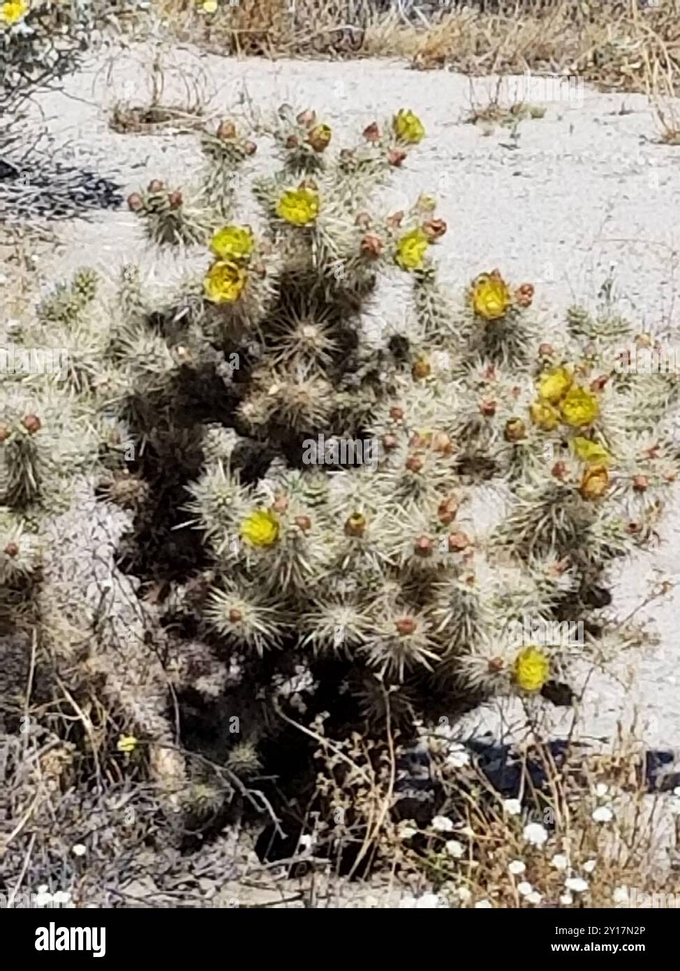 Silver Cholla (Cylindropuntia echinocarpa) Plantae Stock Photo - Alamy