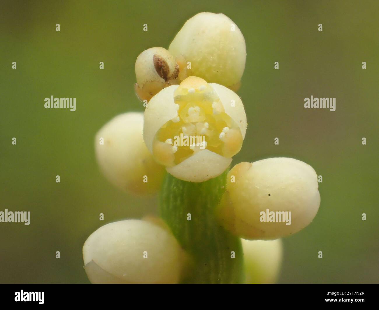 laurel dodder (Cassytha filiformis) Plantae Stock Photo - Alamy
