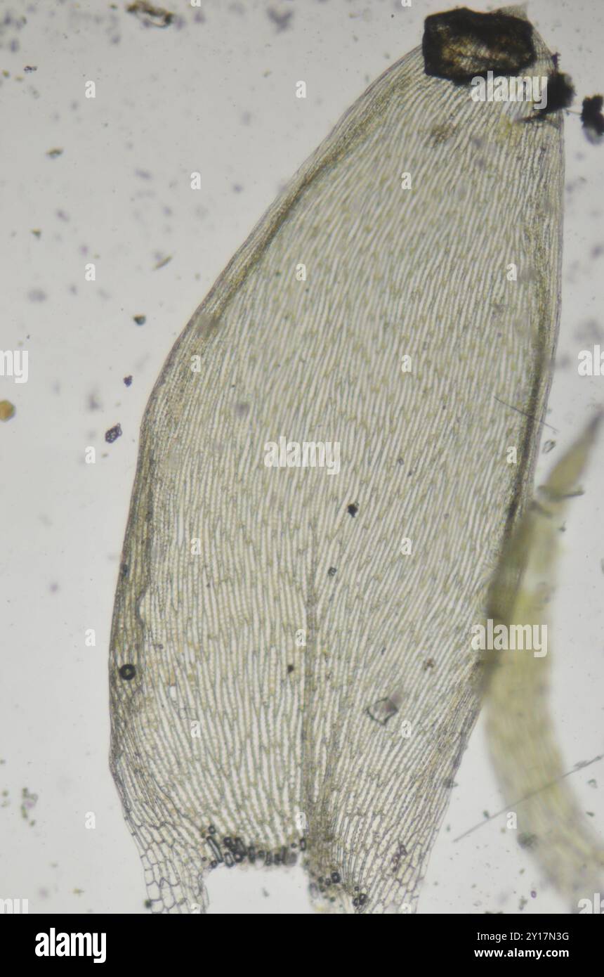 Toothed Plagiothecium Moss (Plagiothecium denticulatum) Plantae Stock ...