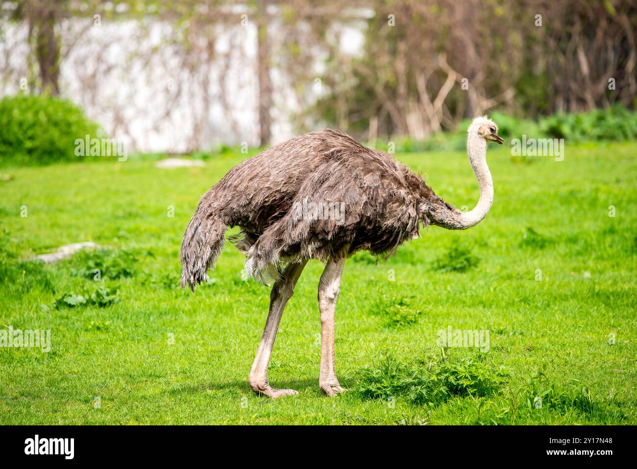 Ostrich illustration hi-res stock photography and images - Alamy