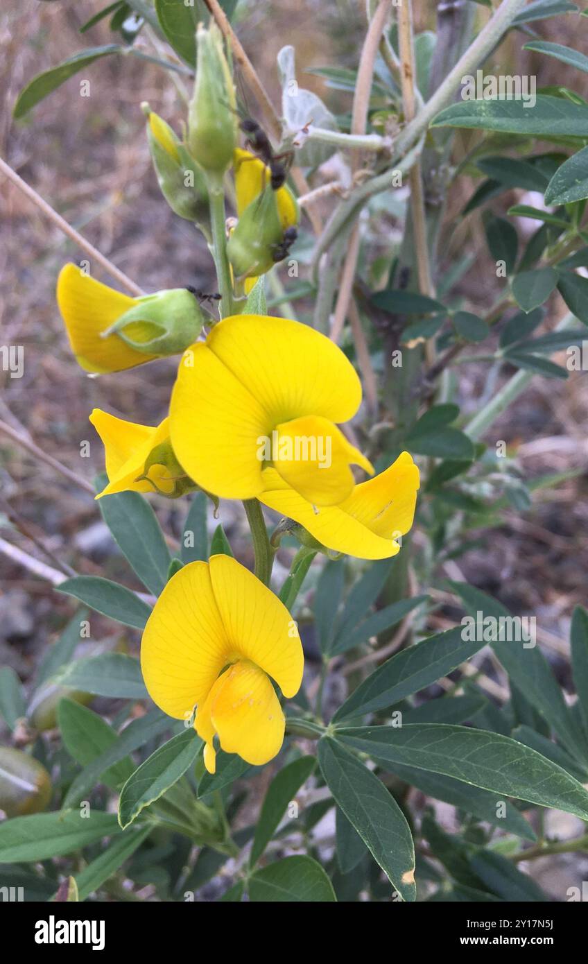 Rattlepods (Crotalaria) Plantae Stock Photo - Alamy