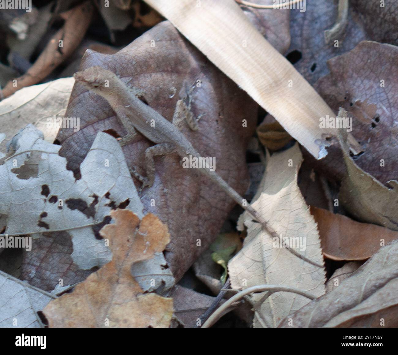 Anolis cupreus hi-res stock photography and images - Alamy