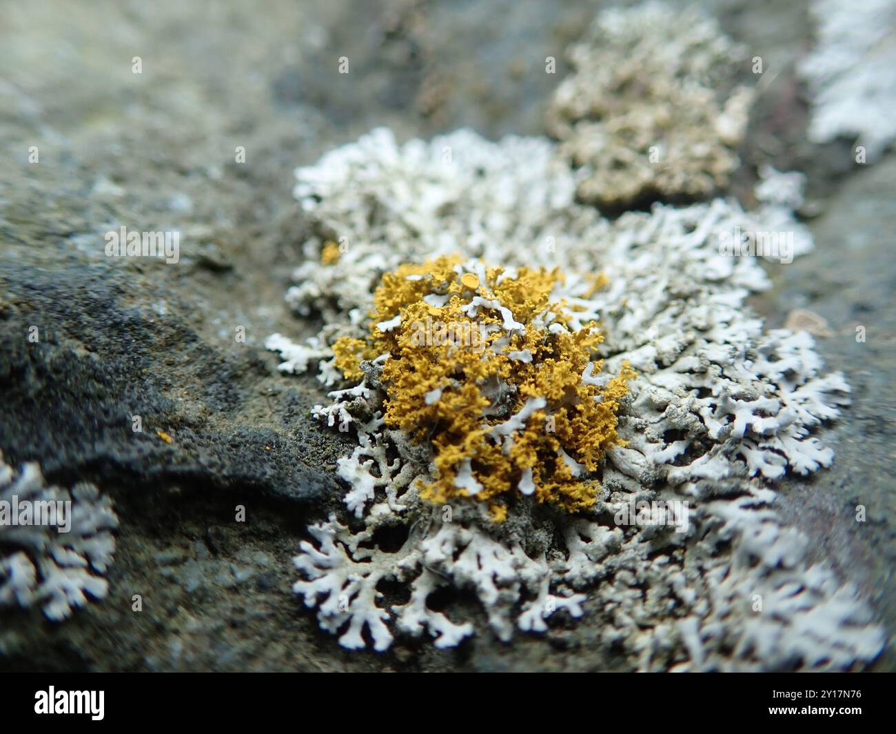 Pin-cushion Sunburst Lichen (Polycauliona polycarpa) Fungi Stock Photo ...