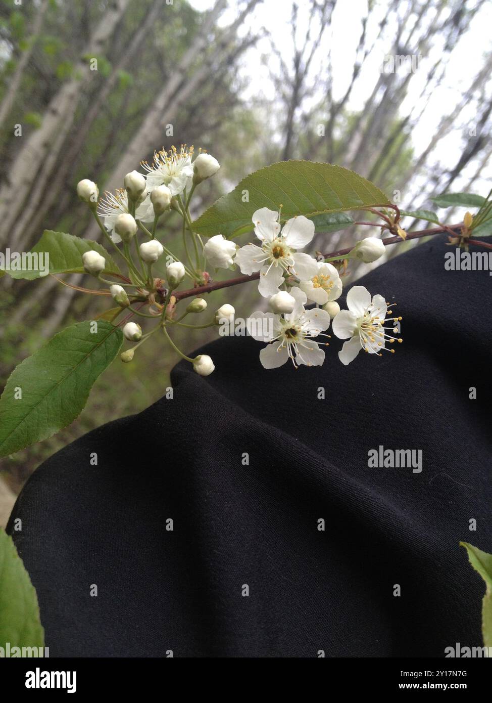 fire cherry (Prunus pensylvanica) Plantae Stock Photo - Alamy